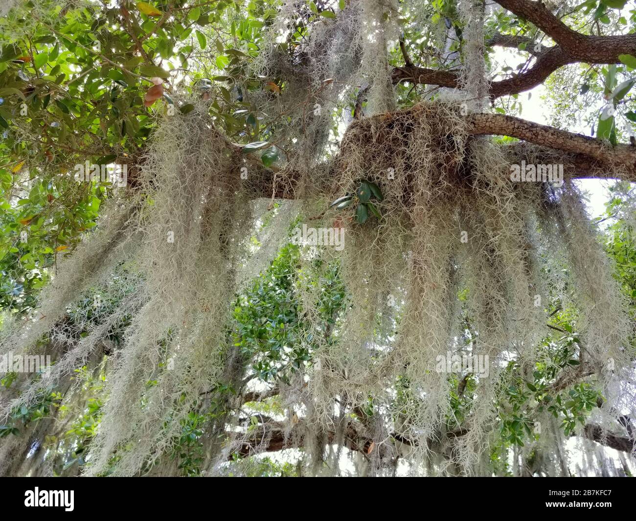 Hanging moss hi-res stock photography and images - Alamy