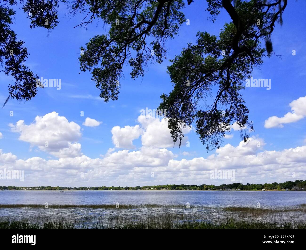 An oak tree with moss by the lake near Heritage Park, Winter Haven ...