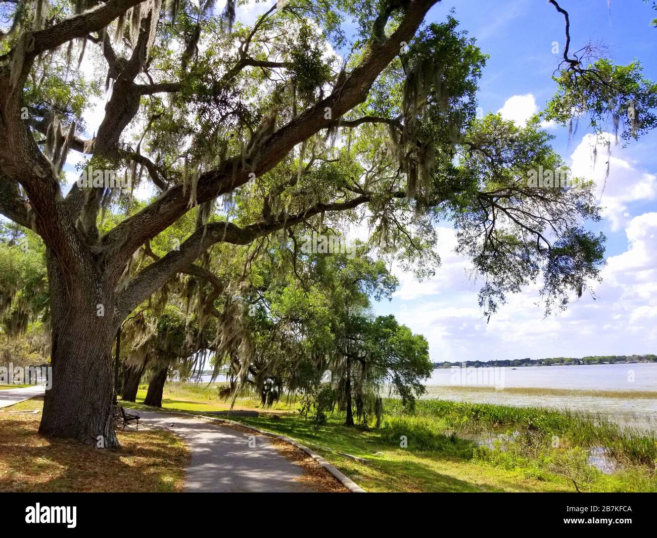 An oak tree with moss by the lake near Heritage Park, Winter Haven ...