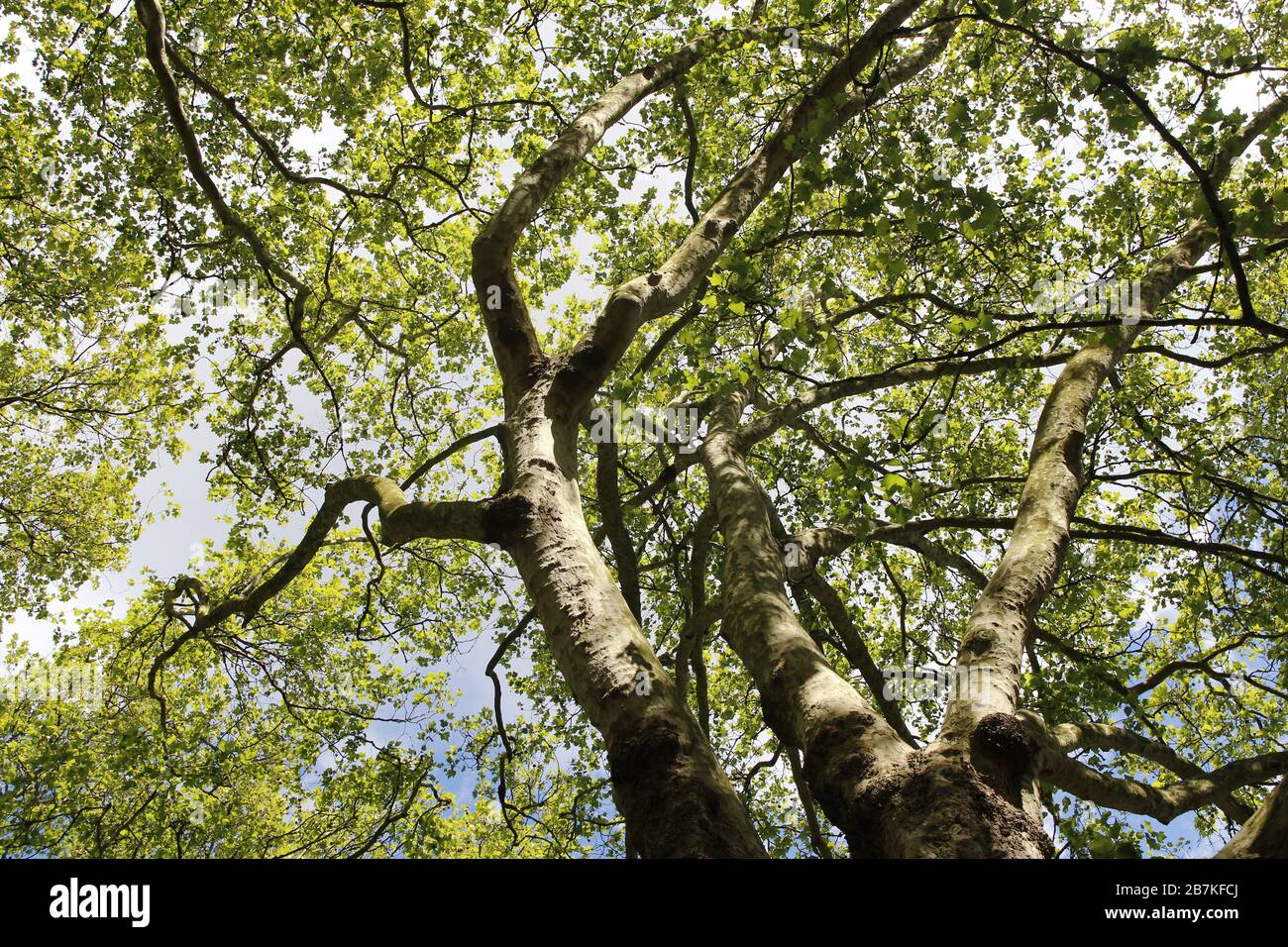 Silver maple trees hi-res stock photography and images - Alamy