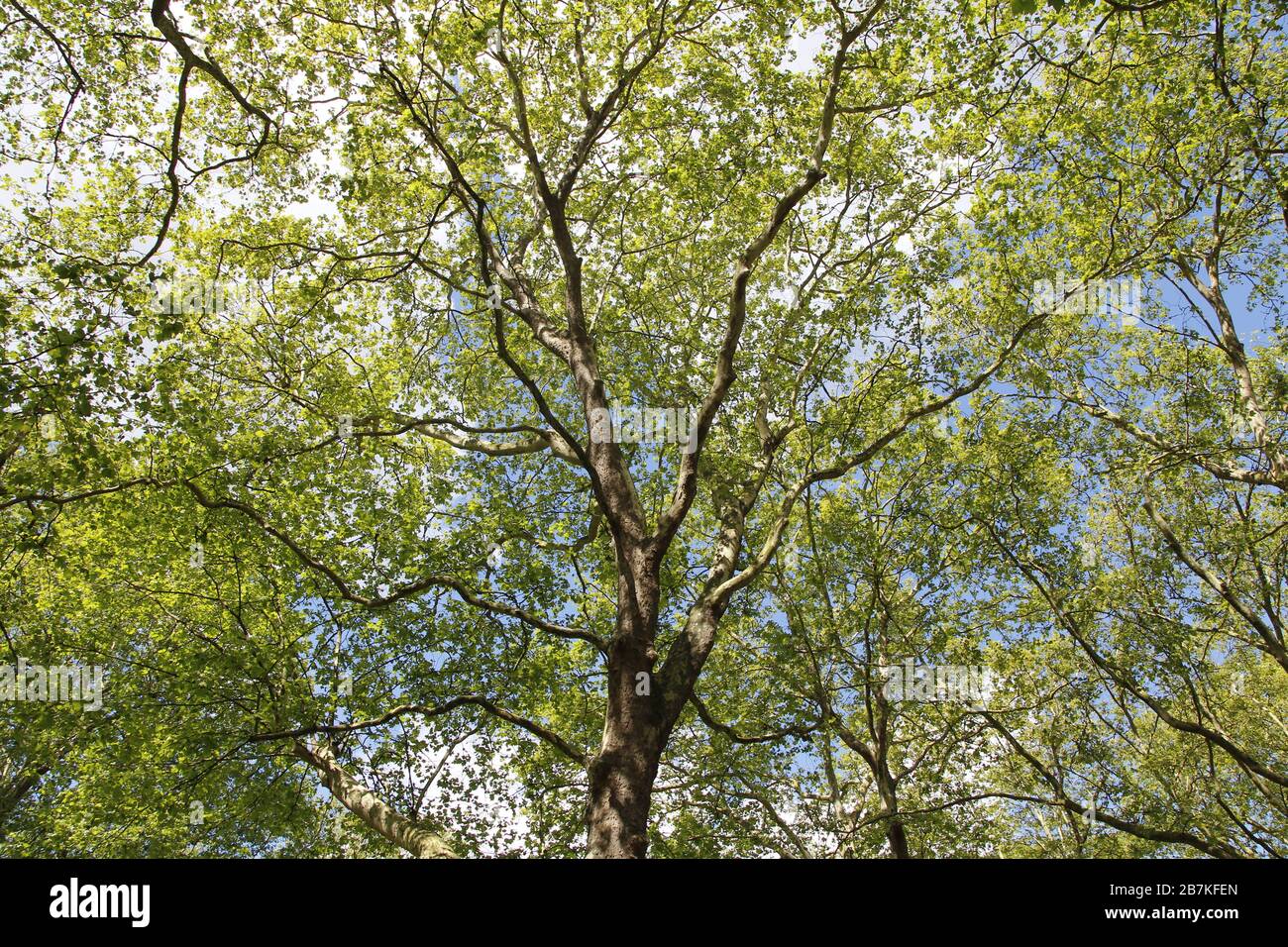 Spring view of Silver Maple Trees in a sunny day, Green Park, London ...