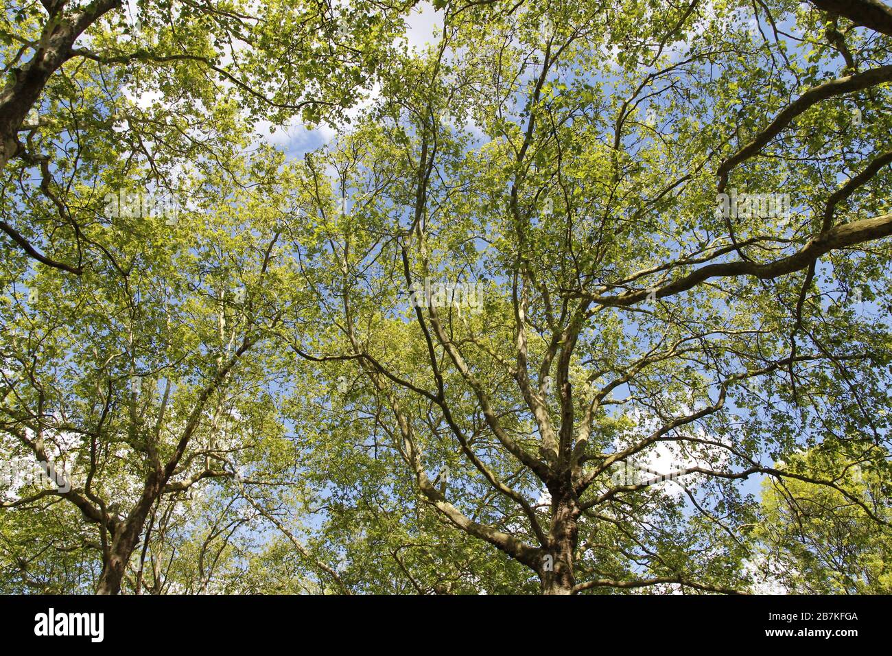 Spring view of Silver Maple Trees in a sunny day, Green Park, London ...