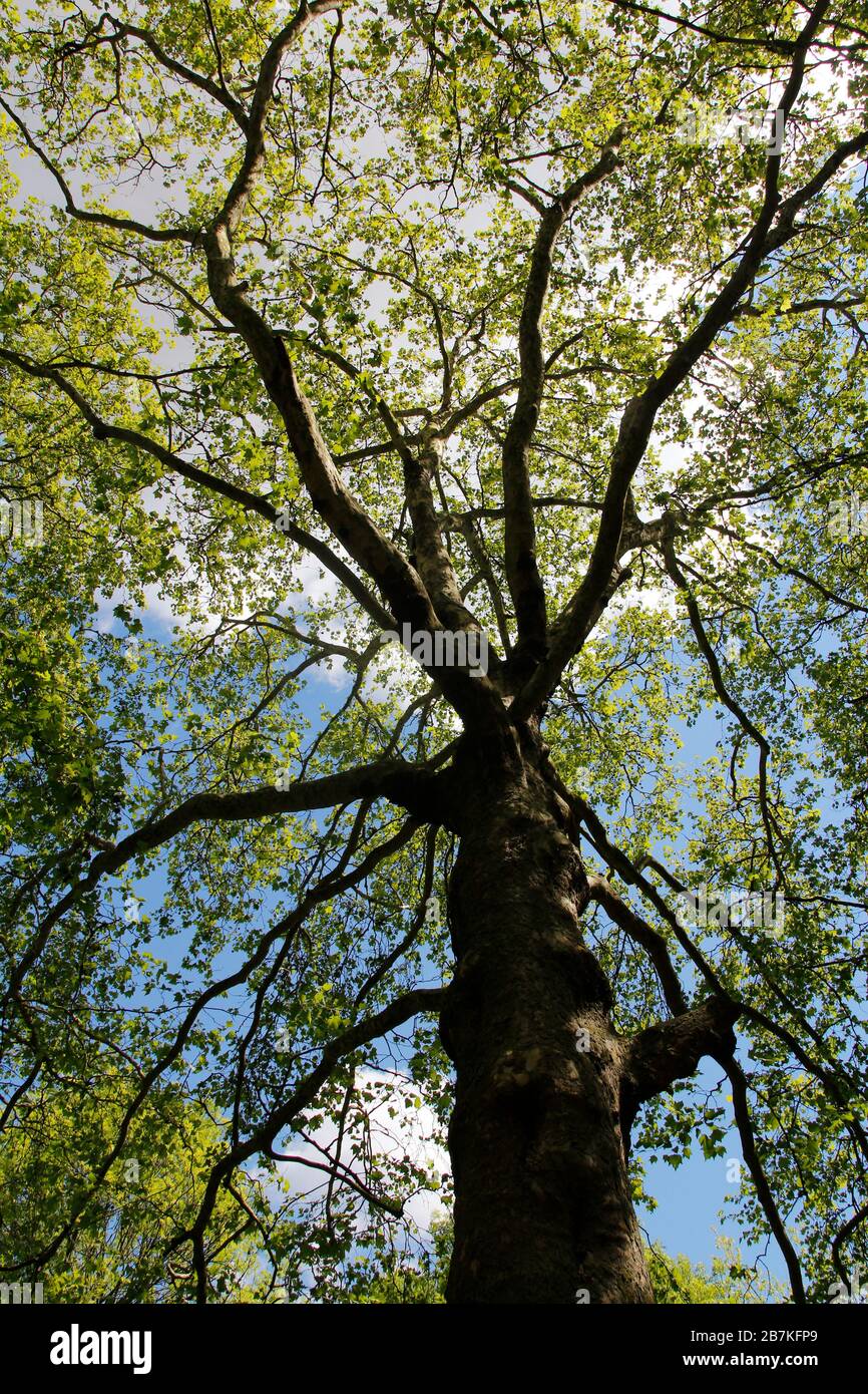 Spring view of Silver Maple Trees in a sunny day, Green Park, London ...