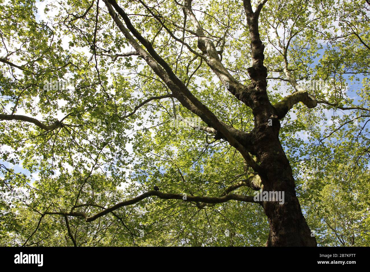 Spring view of Silver Maple Trees in a sunny day, Green Park, London ...