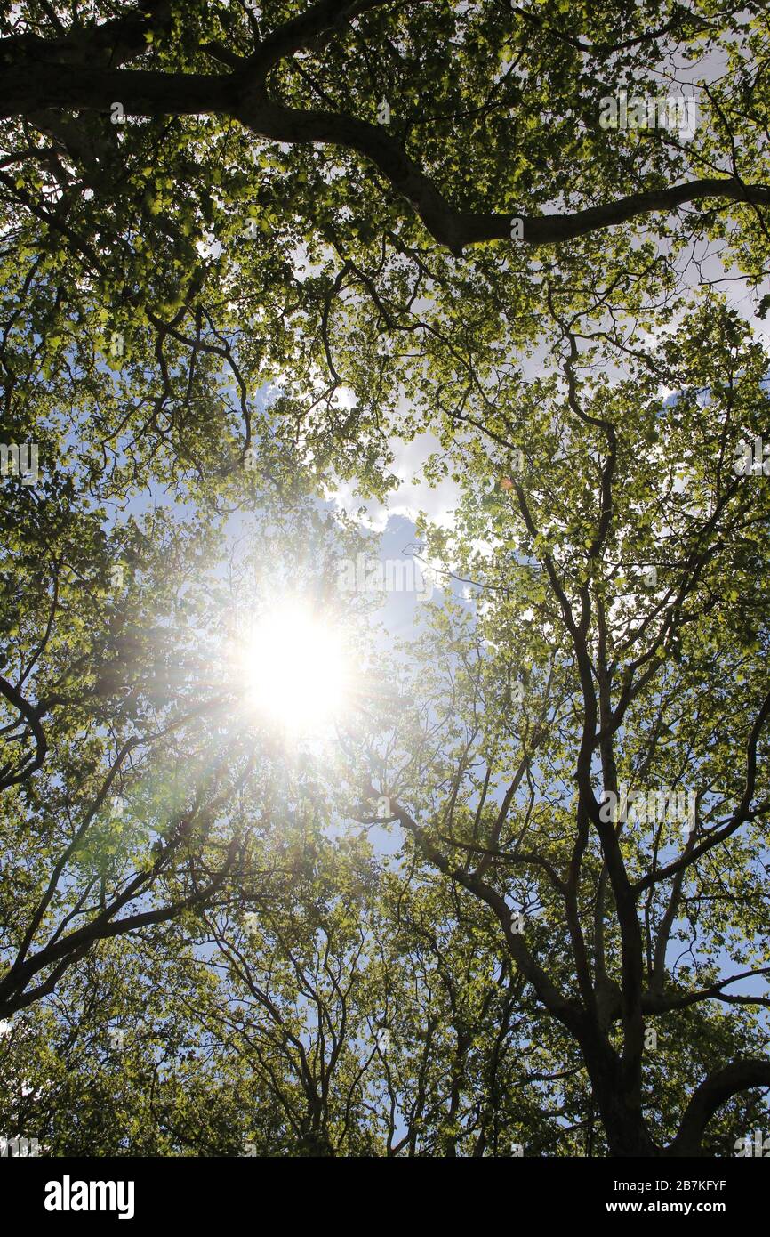 Silver maple trees hi-res stock photography and images - Alamy