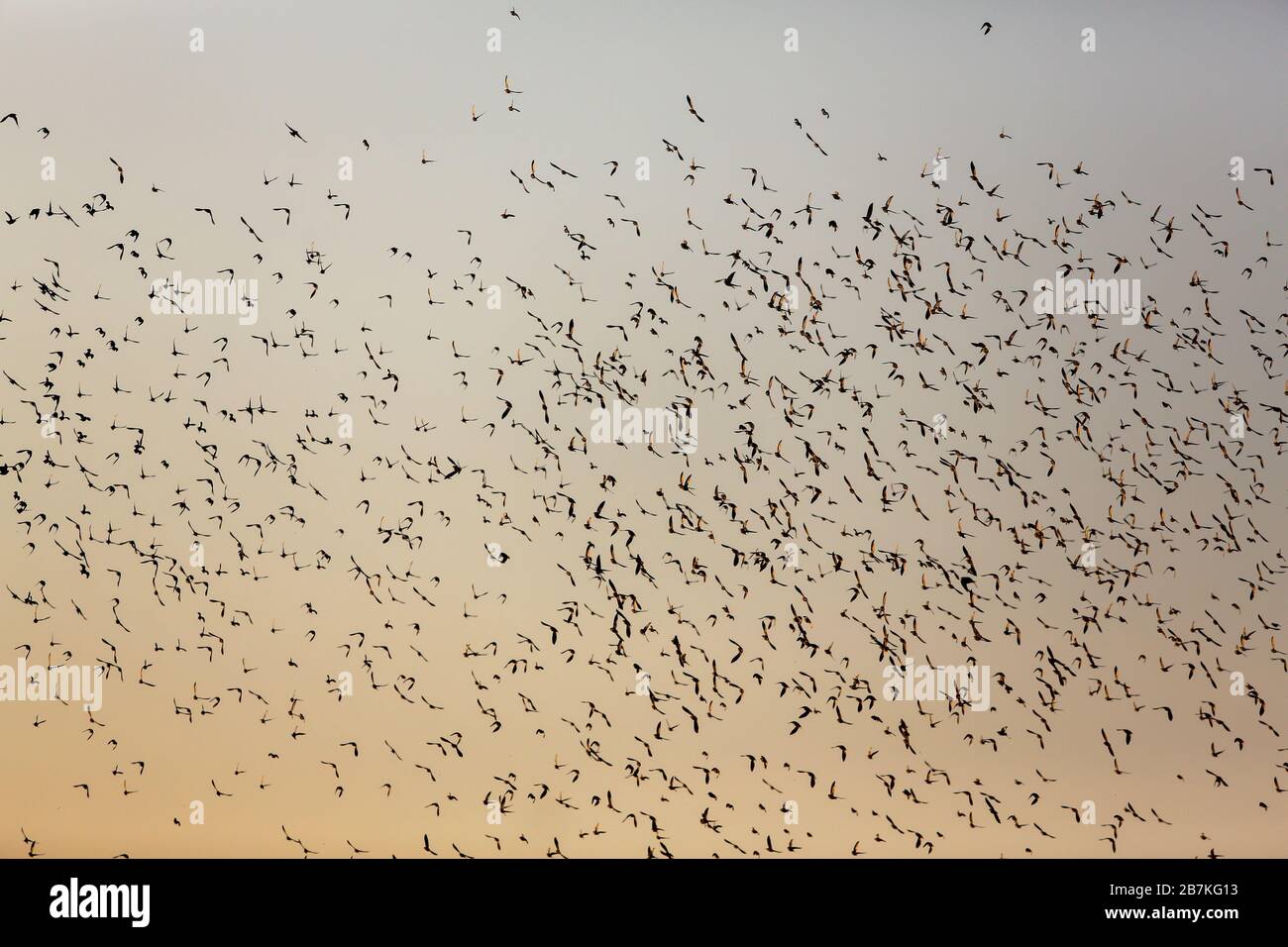 --FILE--Bird flocks formed of thousands of white-cheeked starlings ...