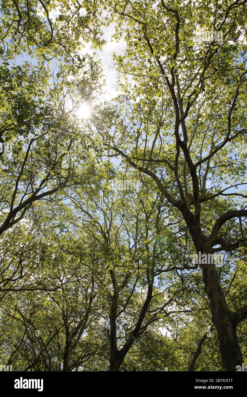Spring view of Silver Maple Trees in a sunny day, Green Park, London ...