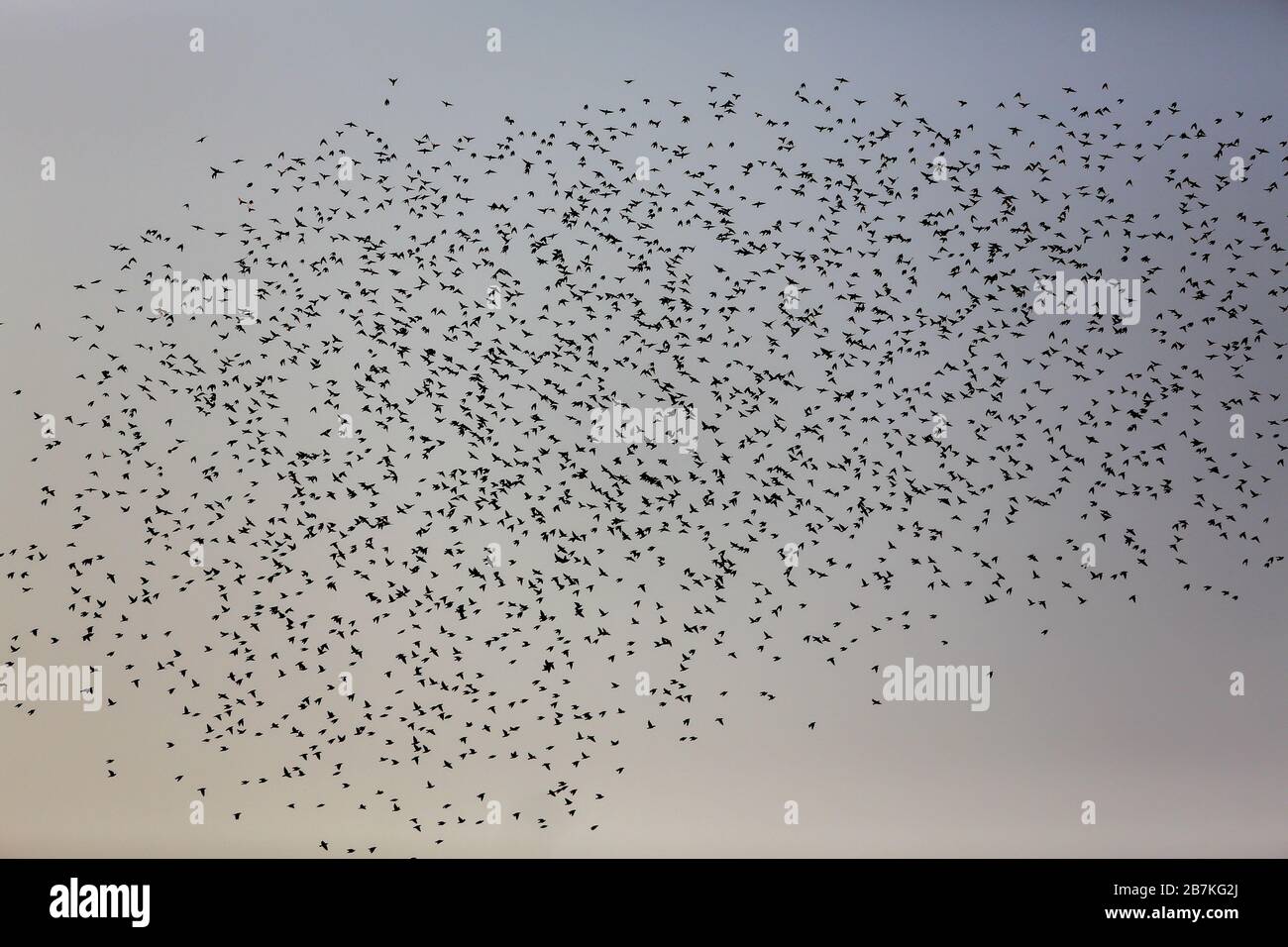 --FILE--Bird flocks formed of thousands of white-cheeked starlings ...