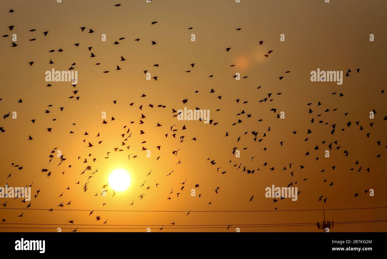 --FILE--Bird flocks formed of thousands of white-cheeked starlings ...