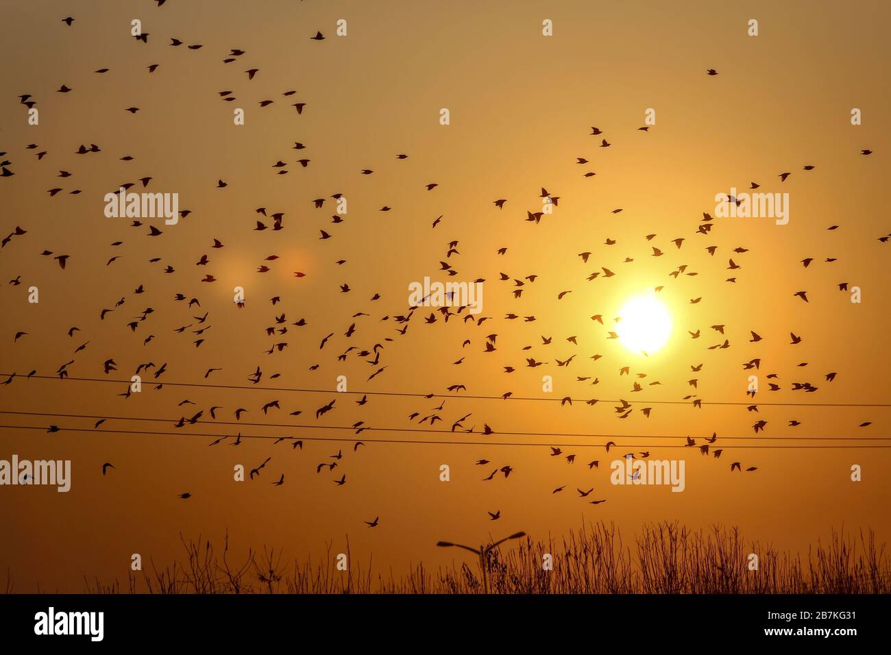 Bird flocks hi-res stock photography and images - Alamy