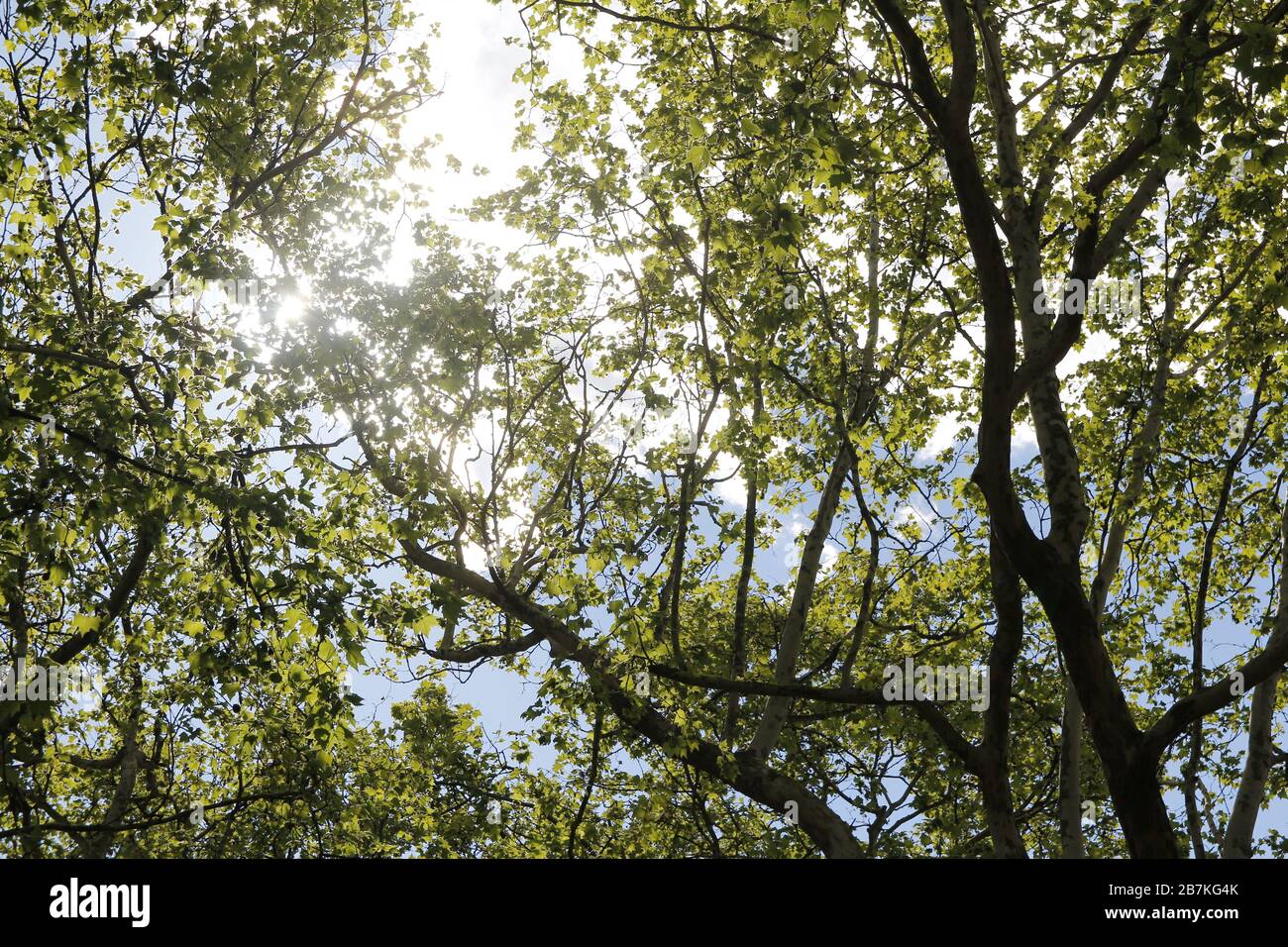 Spring view of Silver Maple Trees in a sunny day, Green Park, London ...