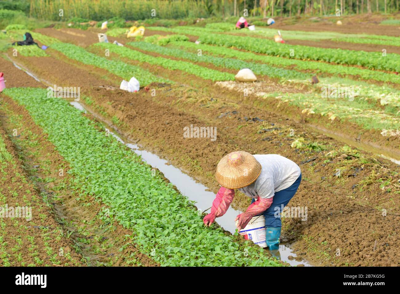 Farmers pick vegetables from a vegetable field in Taiyang town ...