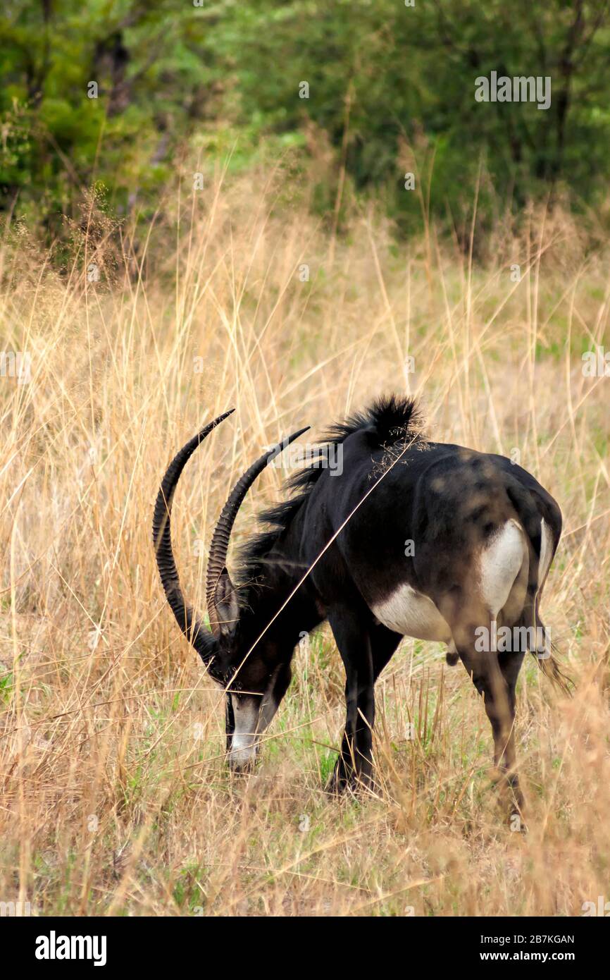 Sable antelope (Hippotragus niger) bull grazing in grasslands of the ...