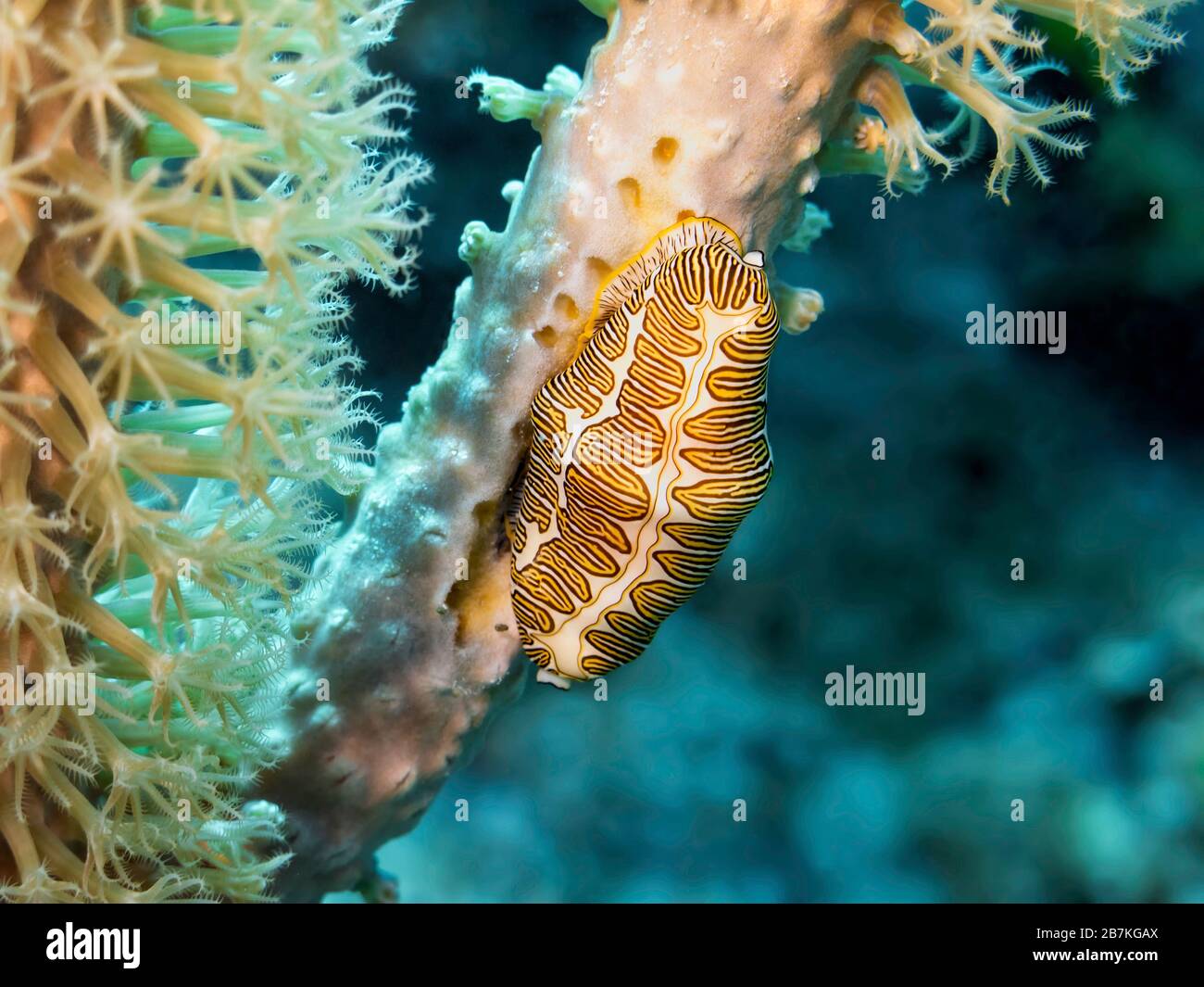 Plexaurella spp hi-res stock photography and images - Alamy