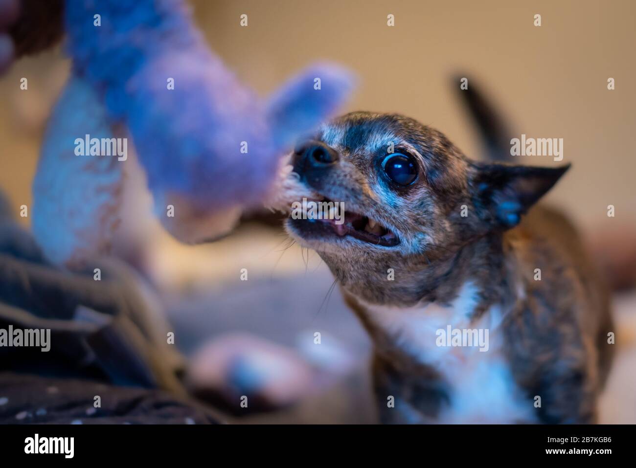 Bone chi hi-res stock photography and images - Alamy