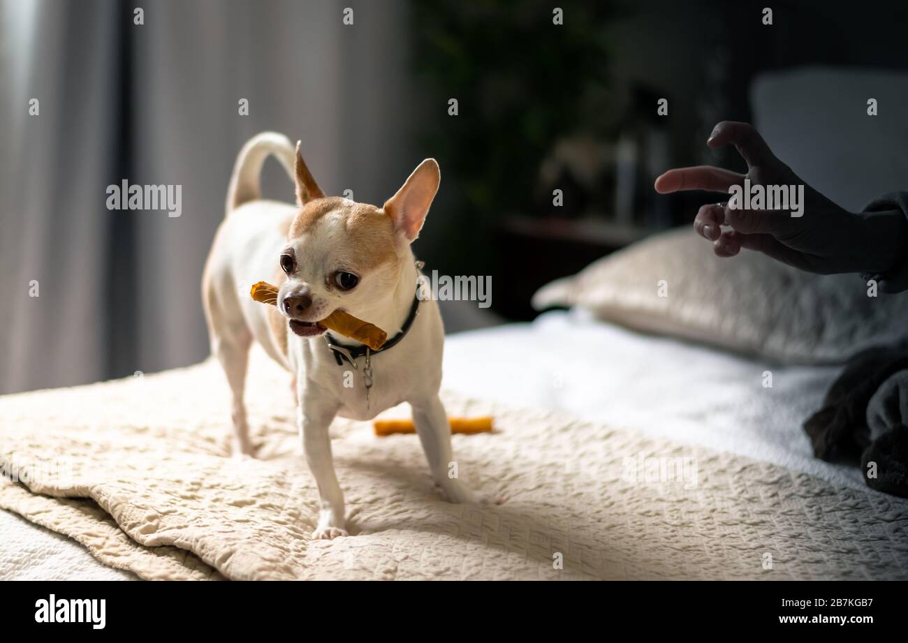 a white chihuahua defending his bone Stock Photo - Alamy
