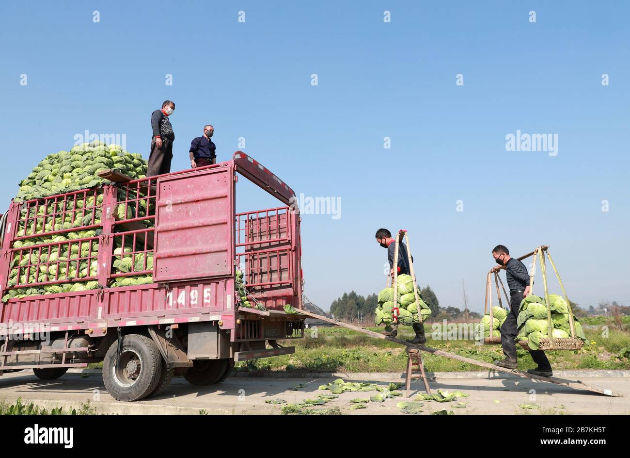 Farmers load vegetables harvested at a vegetable greenhouse to a truck ...