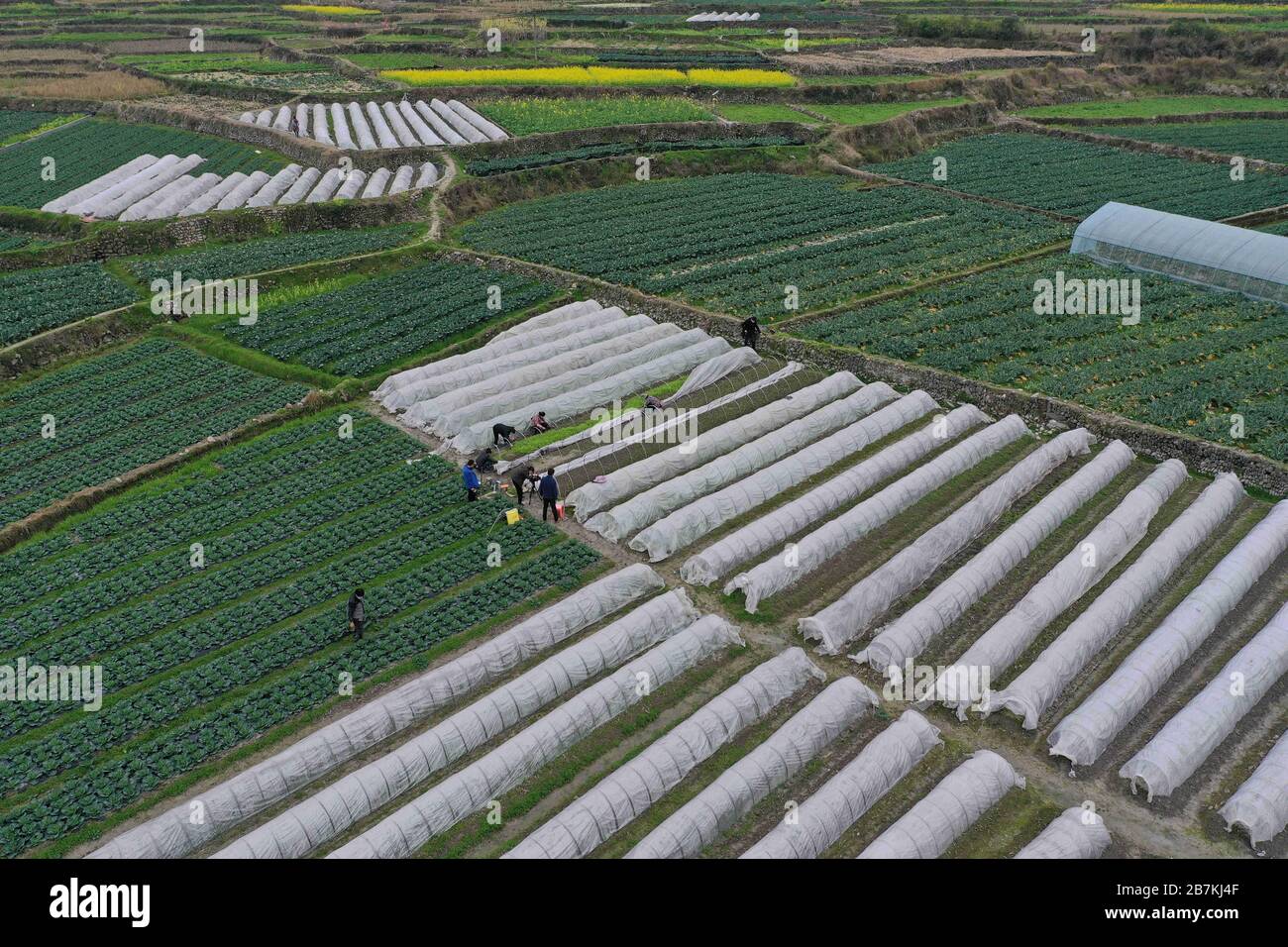 Aerial view of the Longtu Vegetable Planting Base in Congjiang county ...