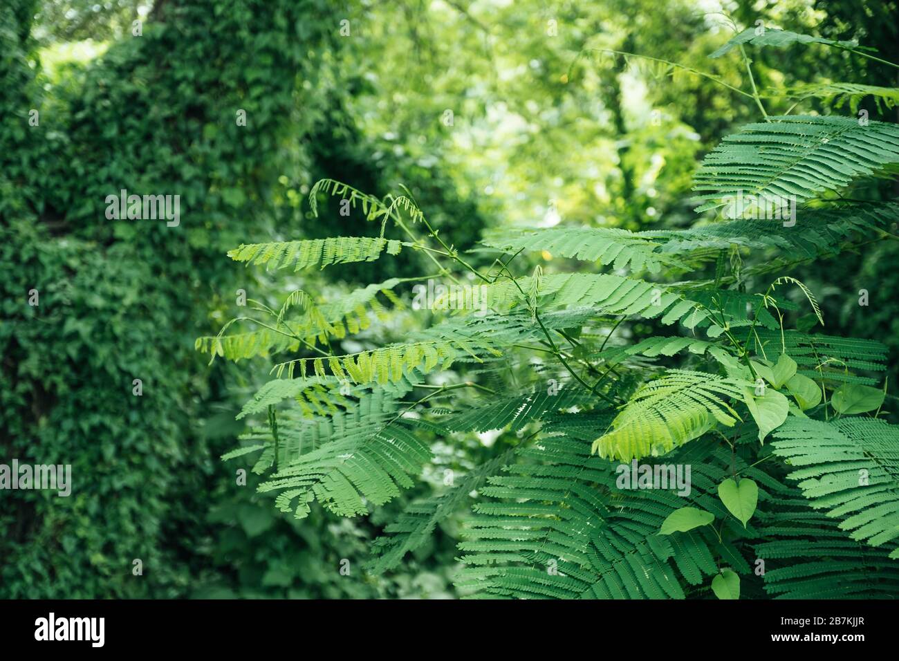 Landscape image of greenery rainforest Stock Photo - Alamy