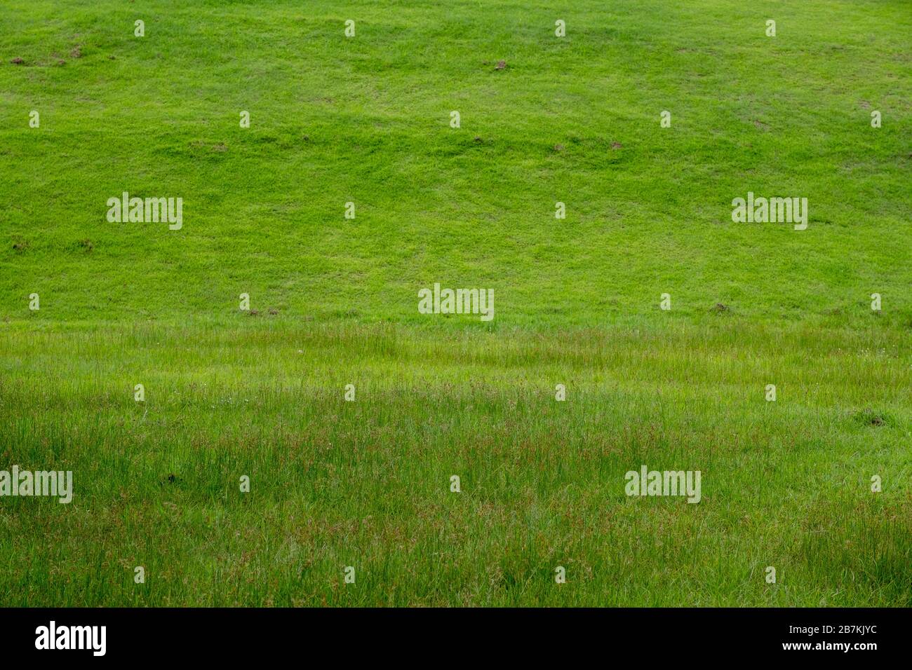 A beautiful green grass field with small flowers background Stock Photo ...