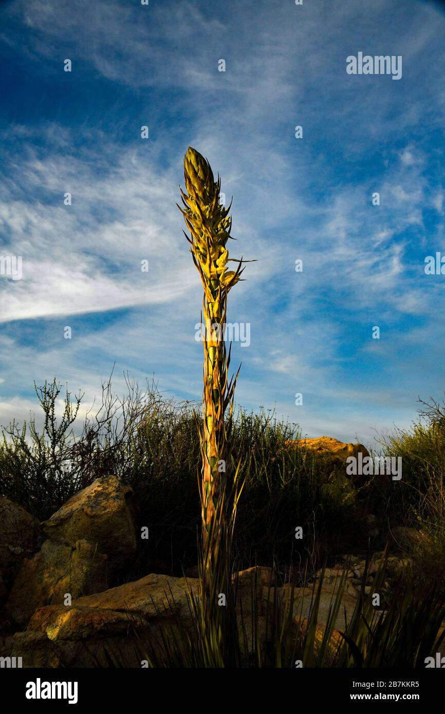 Yucca stalk hi-res stock photography and images - Alamy
