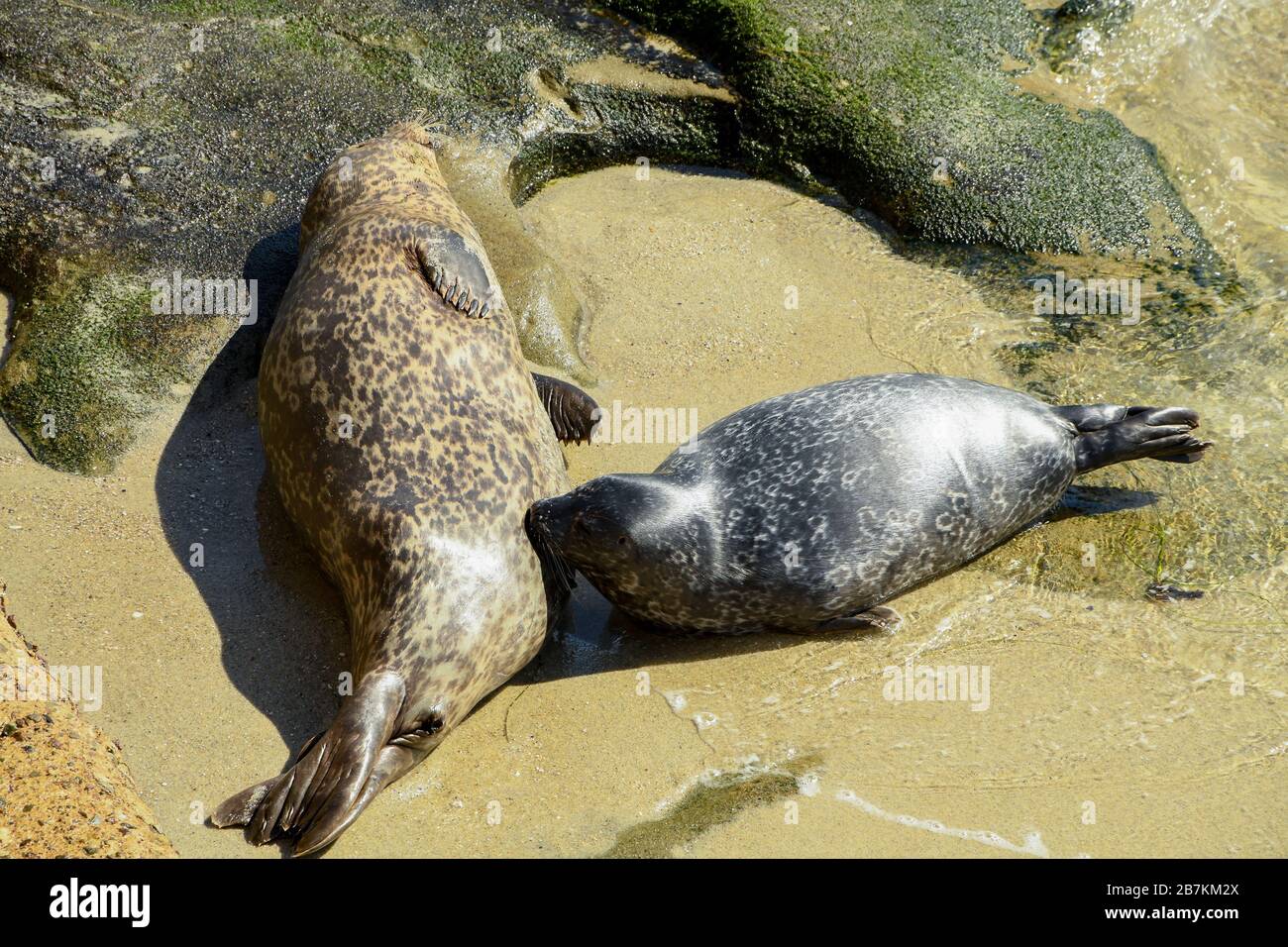 Pupping hi-res stock photography and images - Alamy