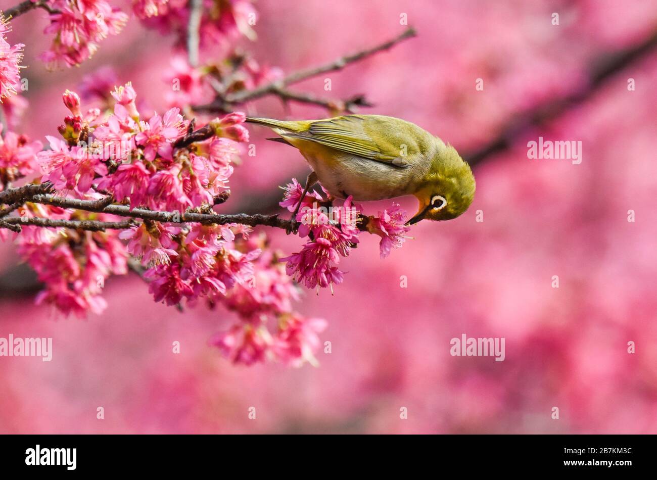 A bird is seen standing on a blooming plum tree in a park in Nanning ...