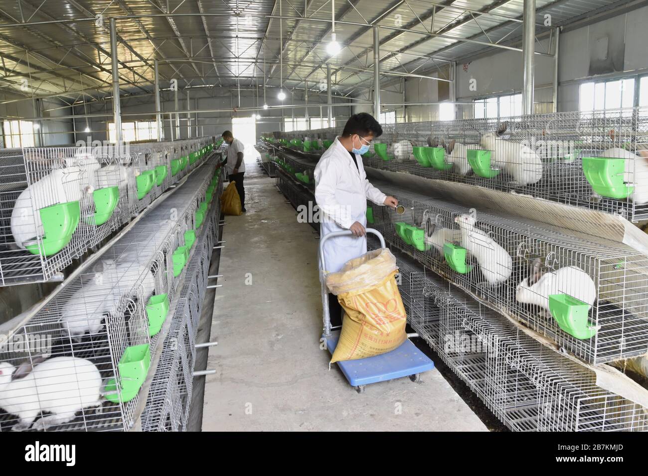 Staff feed rex rabbits at a breeding base, which help local poor people ...