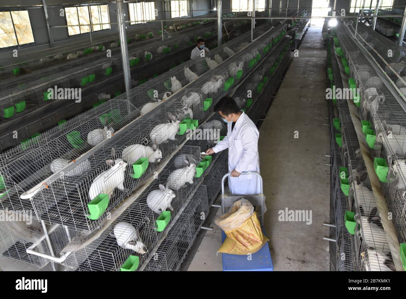Staff feed rex rabbits at a breeding base, which help local poor people ...