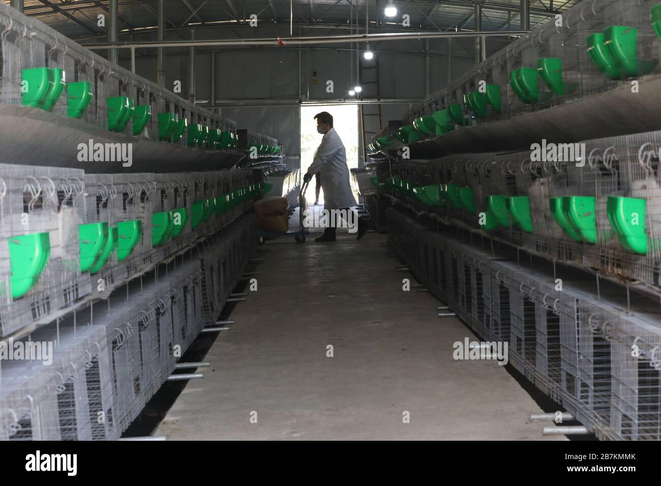 Staff feed rex rabbits at a breeding base, which help local poor people ...