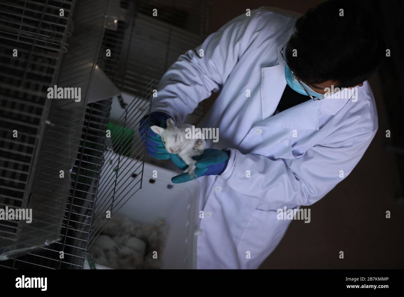 Staff feed rex rabbits at a breeding base, which help local poor people ...