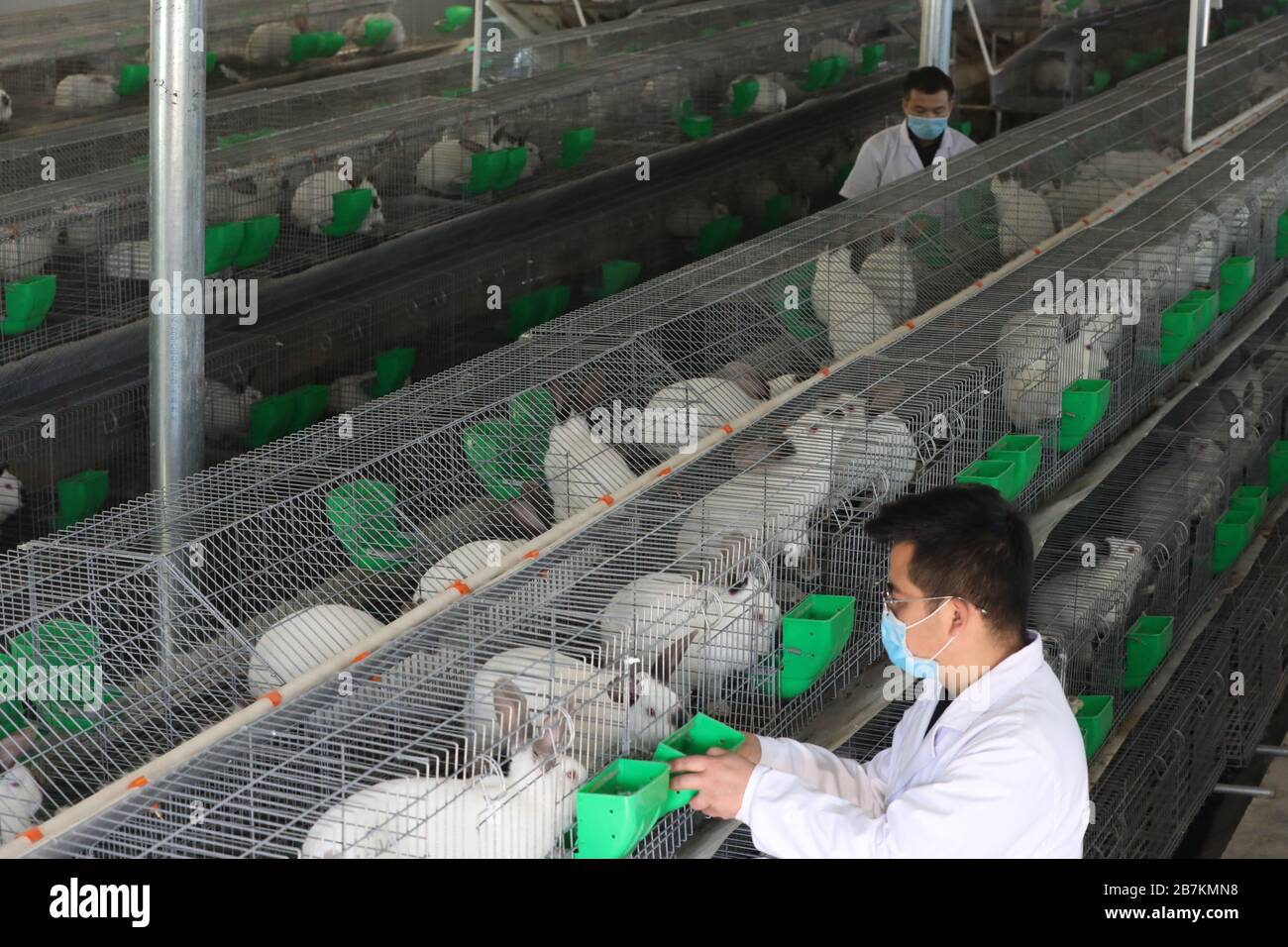 Staff feed rex rabbits at a breeding base, which help local poor people ...