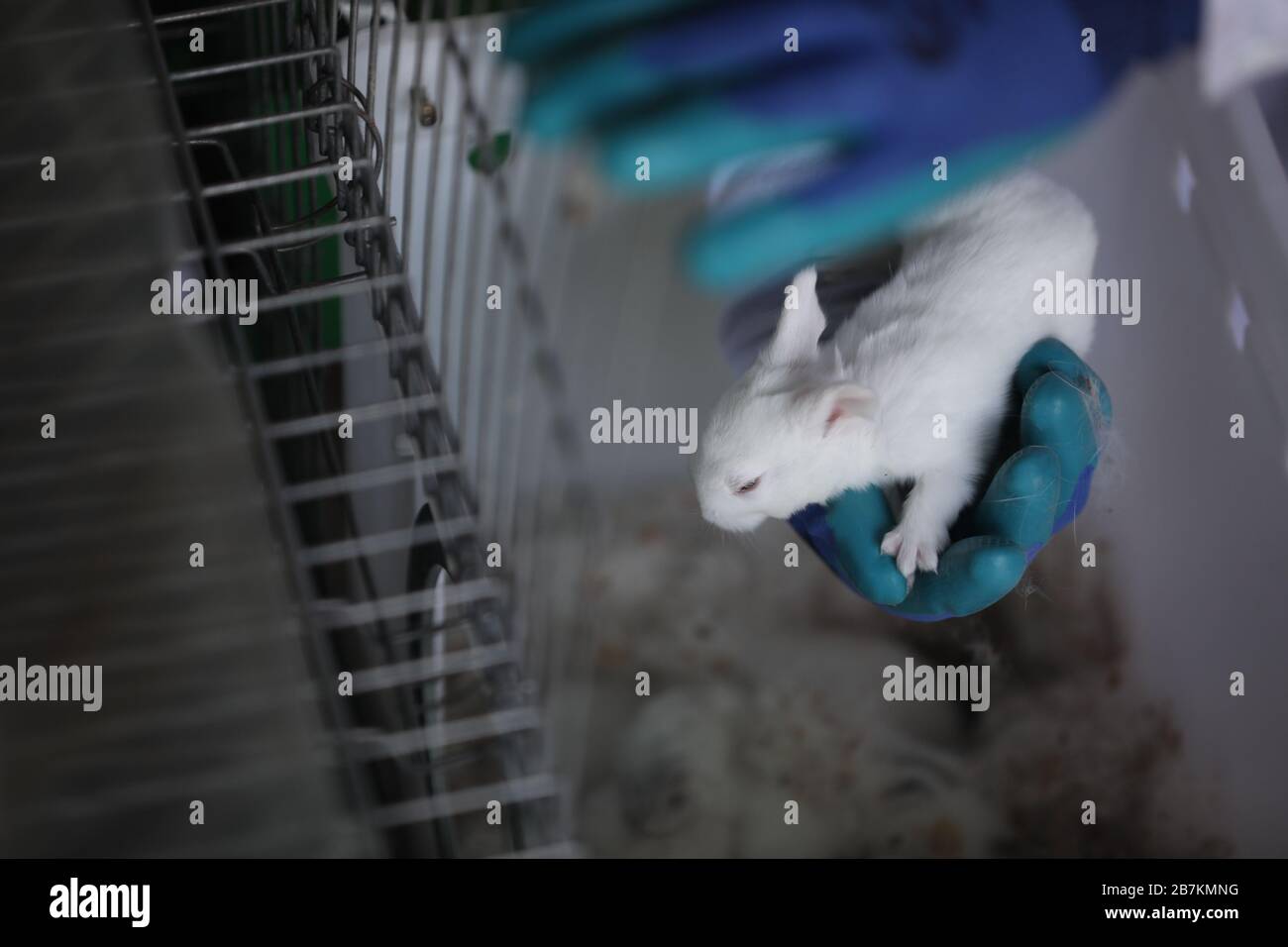Staff feed rex rabbits at a breeding base, which help local poor people ...