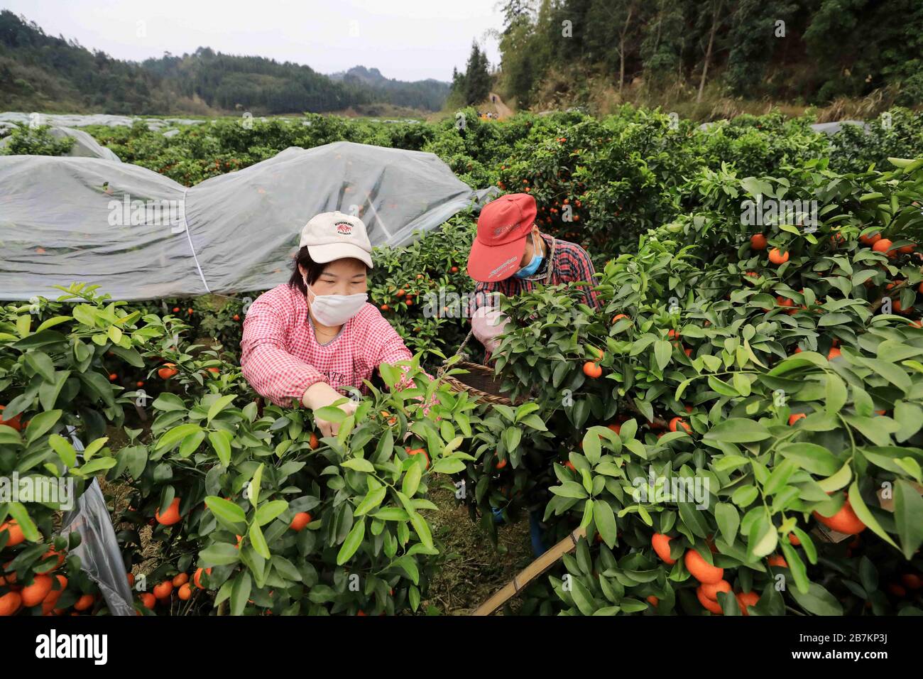 People pick sugar oranges from the trees in Rongan county, Liuzhou city ...