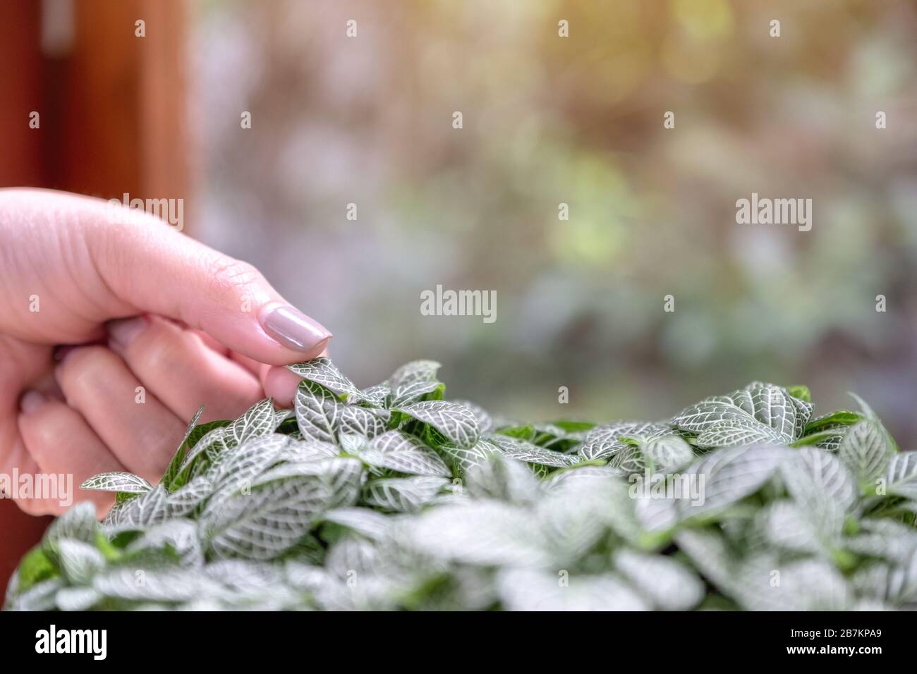 A woman's hand touching a small leaf in tree pot with blur green nature ...