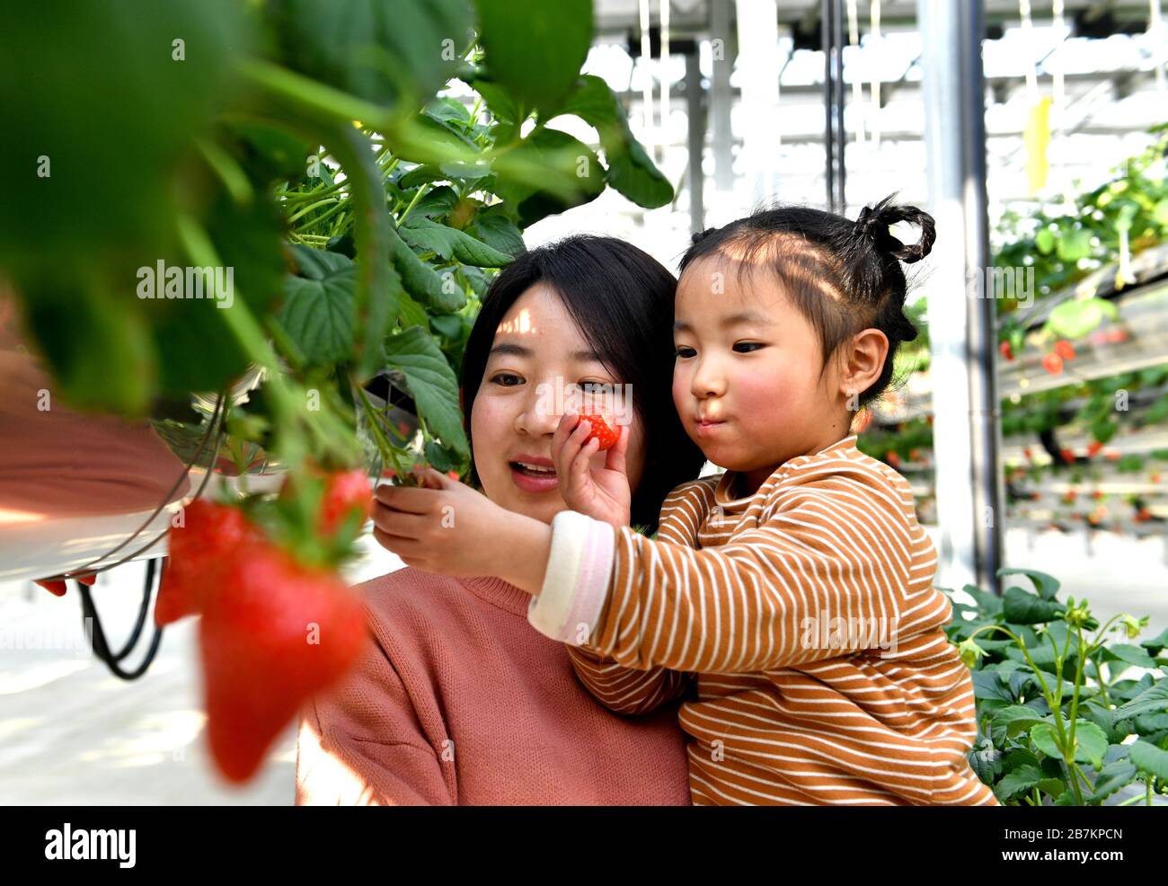 People pick strawberries at a strawberry growing base in a modern ...