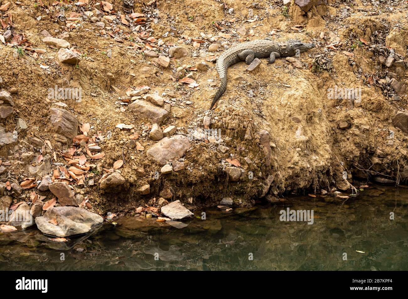 Marsh crocodile or mugger crocodile or broad snouted crocodile basking ...