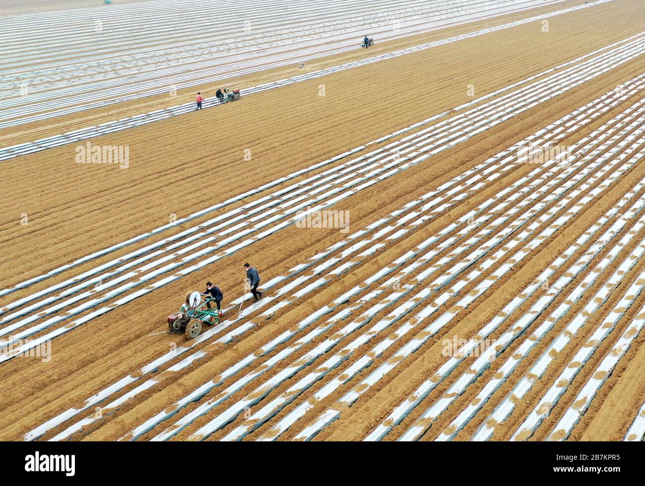 Potato farming china hi-res stock photography and images - Alamy