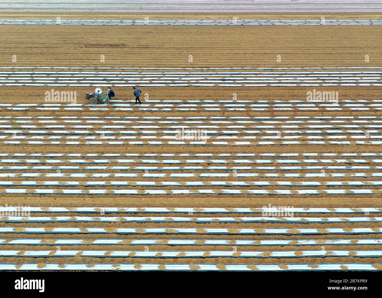 Potato farming china hi-res stock photography and images - Alamy