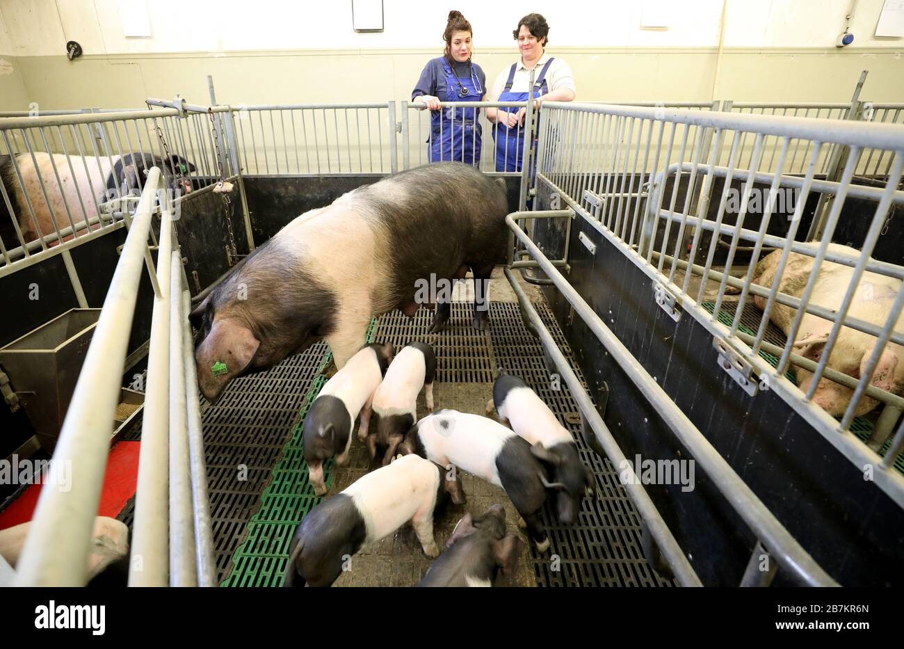 Pig as experimental animal hi-res stock photography and images - Alamy