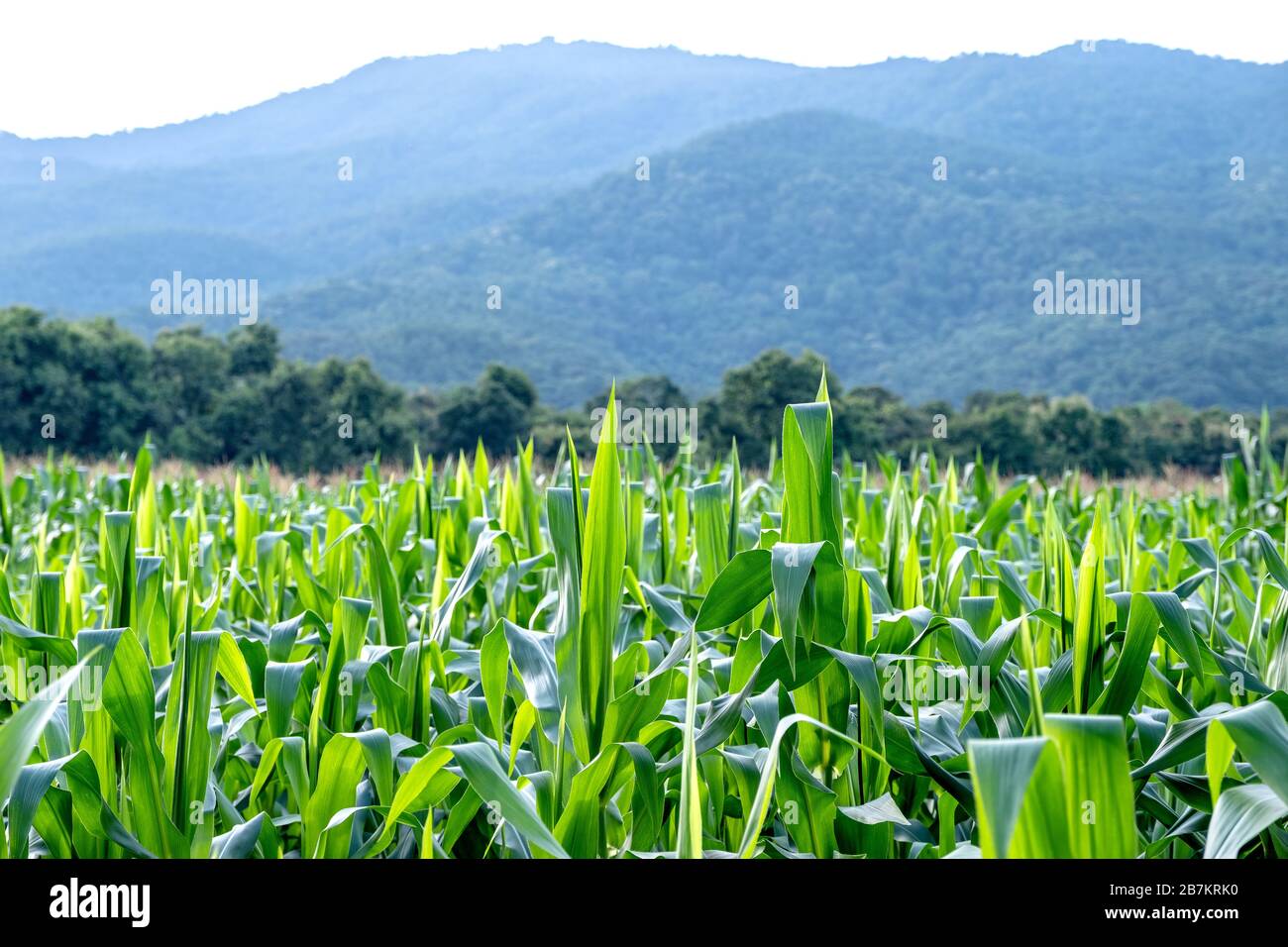 Landscape image of corn field in the farm with mountain and green ...
