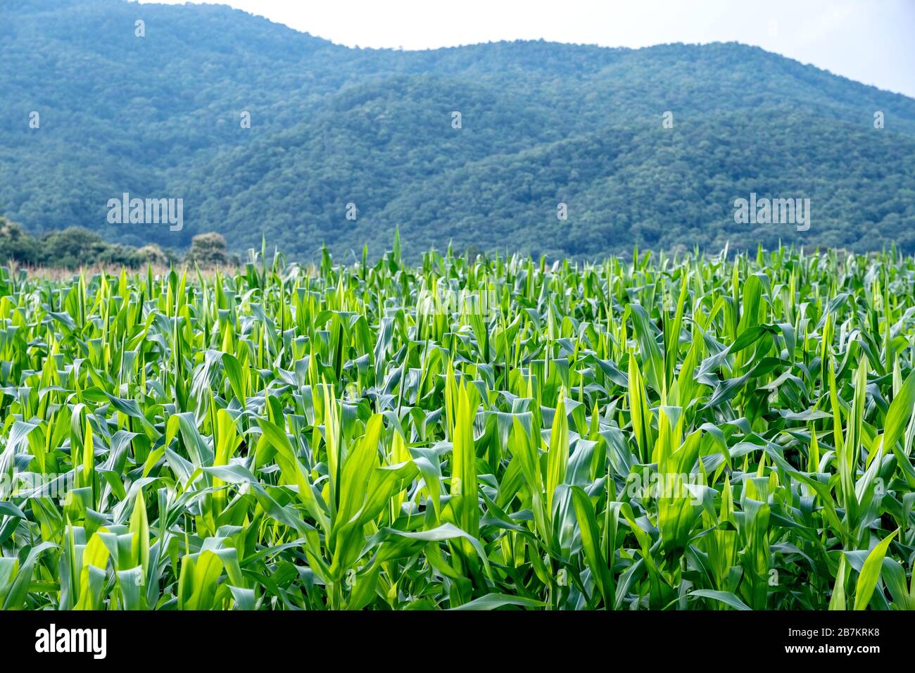 Landscape image of corn field in the farm with mountain and green ...