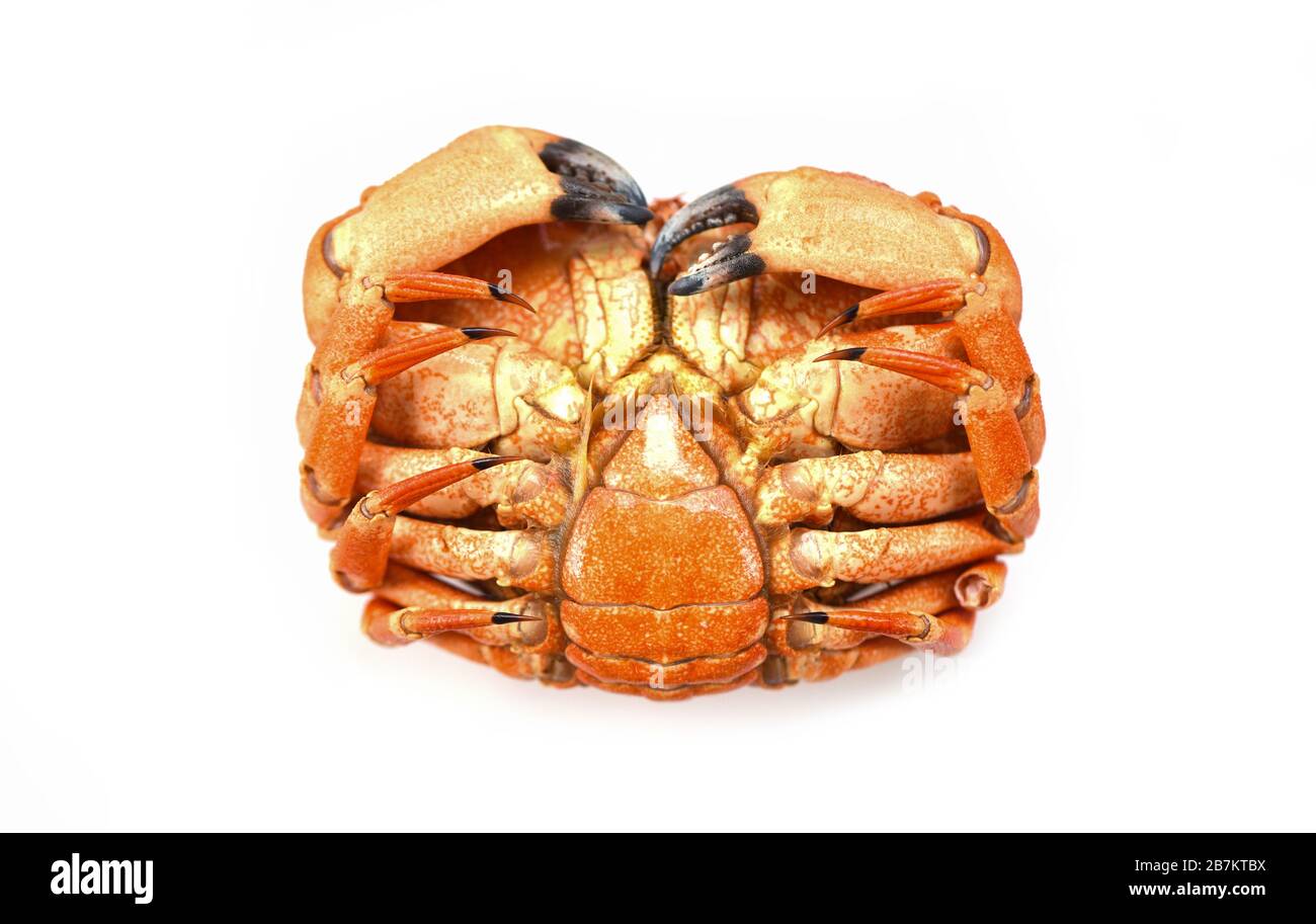 Fresh crab isolated on white background / Cooked crab seafood Stock ...