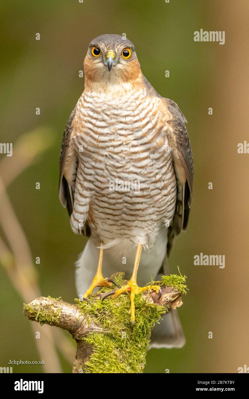 Welsh sparrowhawk hi-res stock photography and images - Alamy