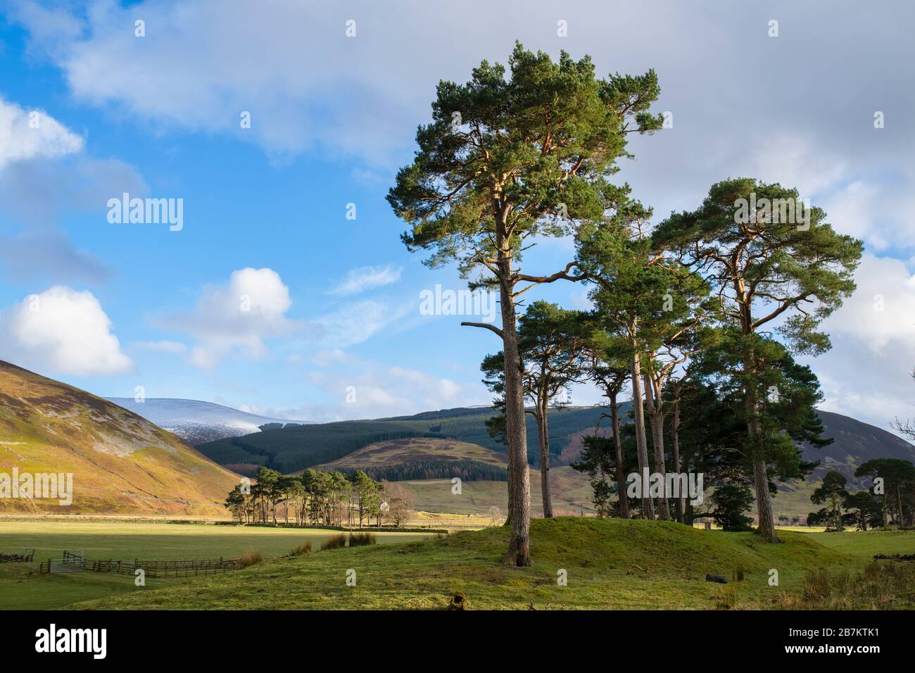Pinus sylvestris. Scots pine trees along the tweed valley in the ...