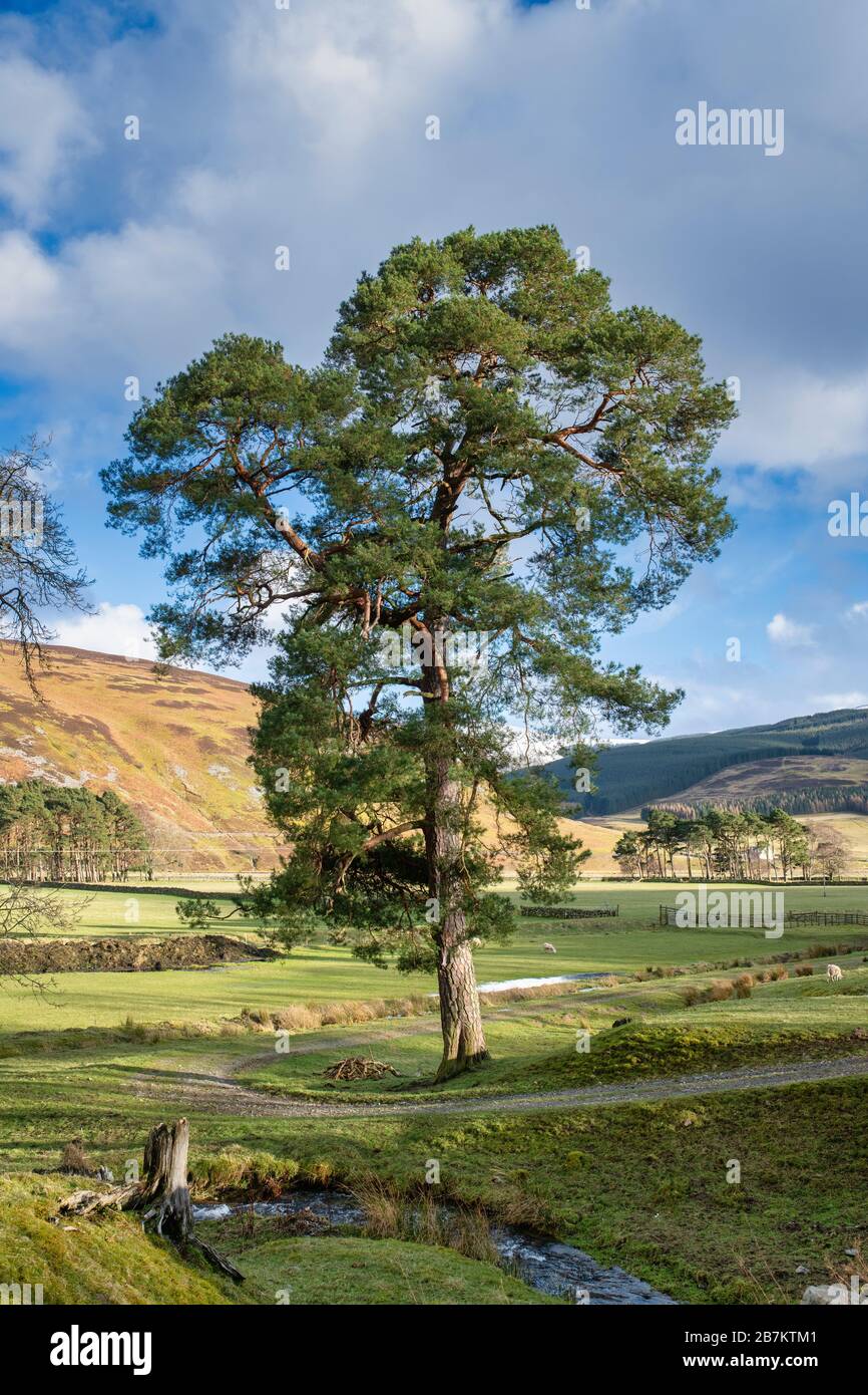 Pinus sylvestris. Scots pine trees along the tweed valley in the ...