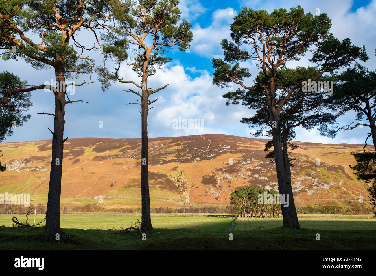 Pinus sylvestris. Scots pine trees along the tweed valley in the ...
