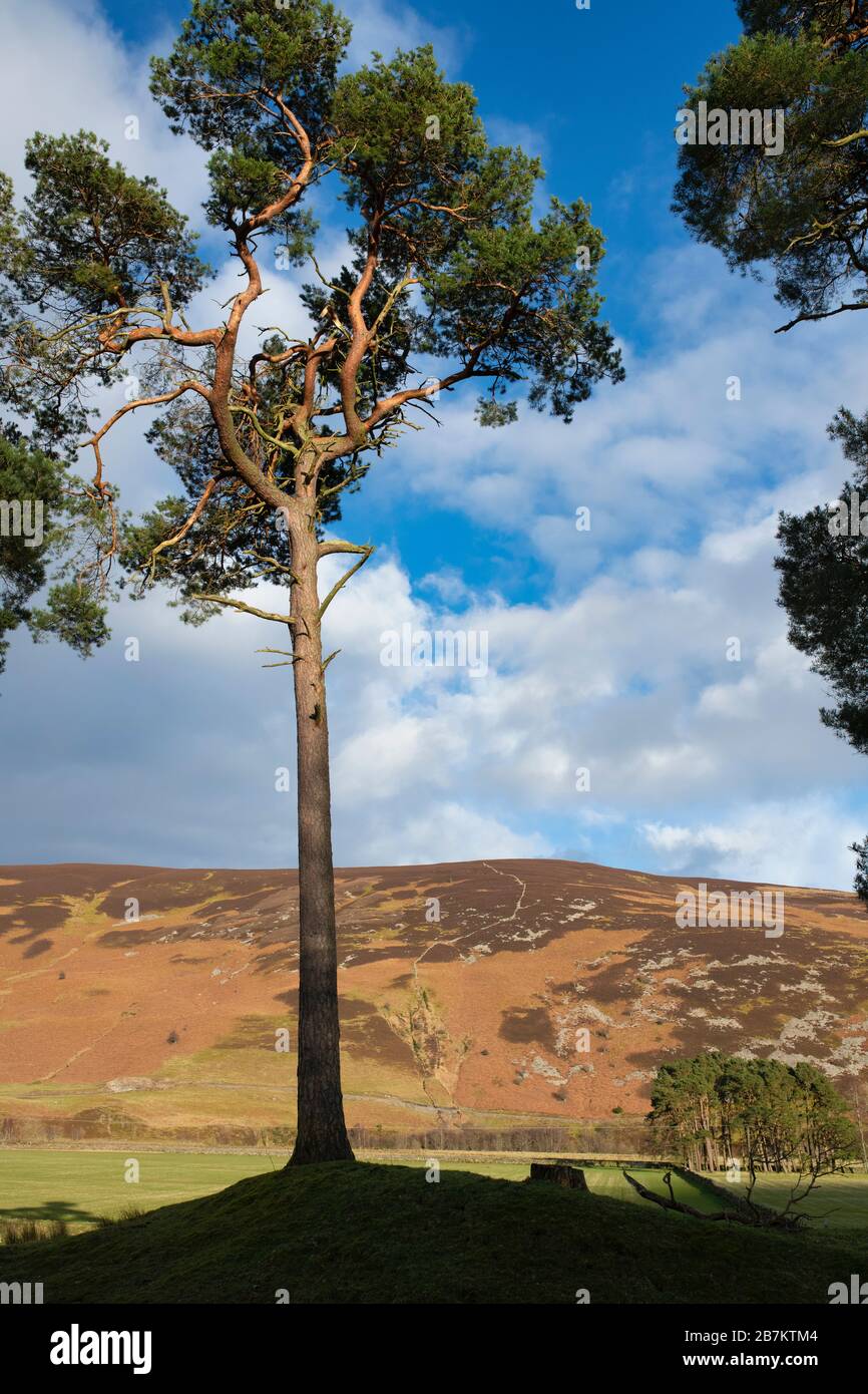 Pinus sylvestris. Scots pine trees along the tweed valley in the ...