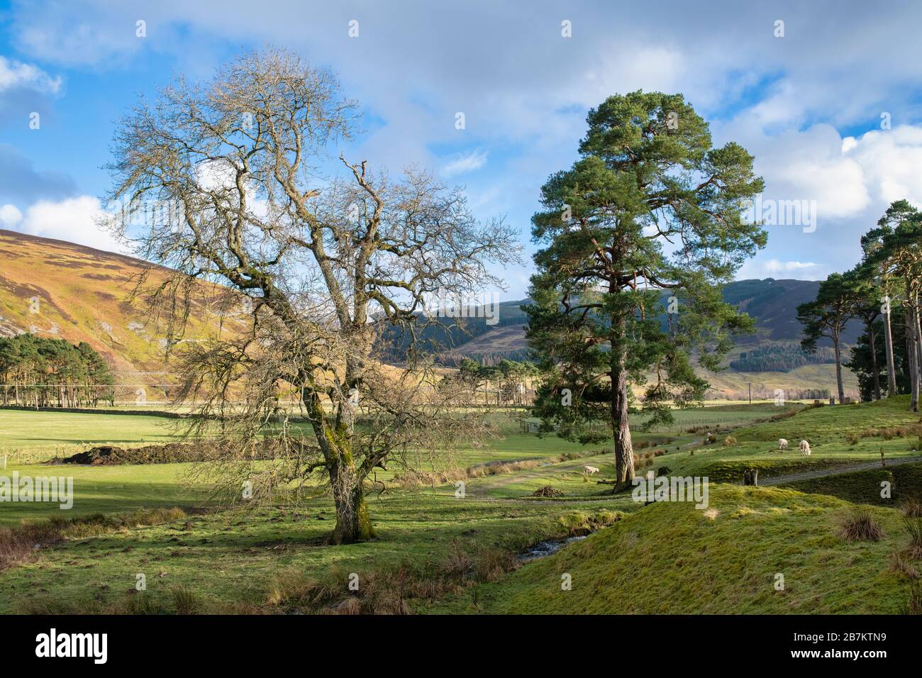 Pinus sylvestris. Scots pine trees along the tweed valley in the ...