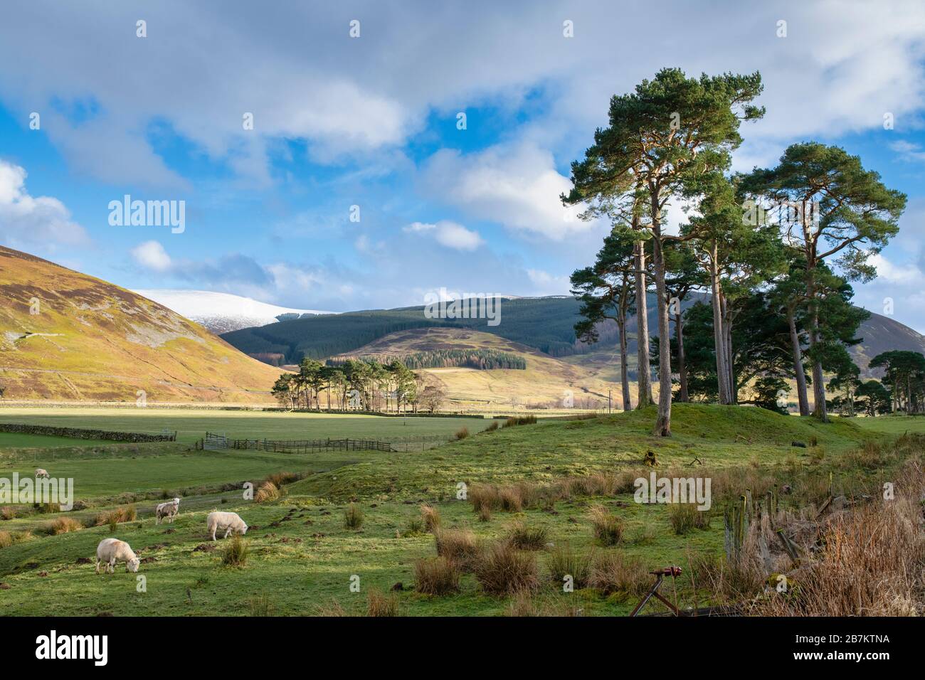Pinus sylvestris. Scots pine trees along the tweed valley in the ...
